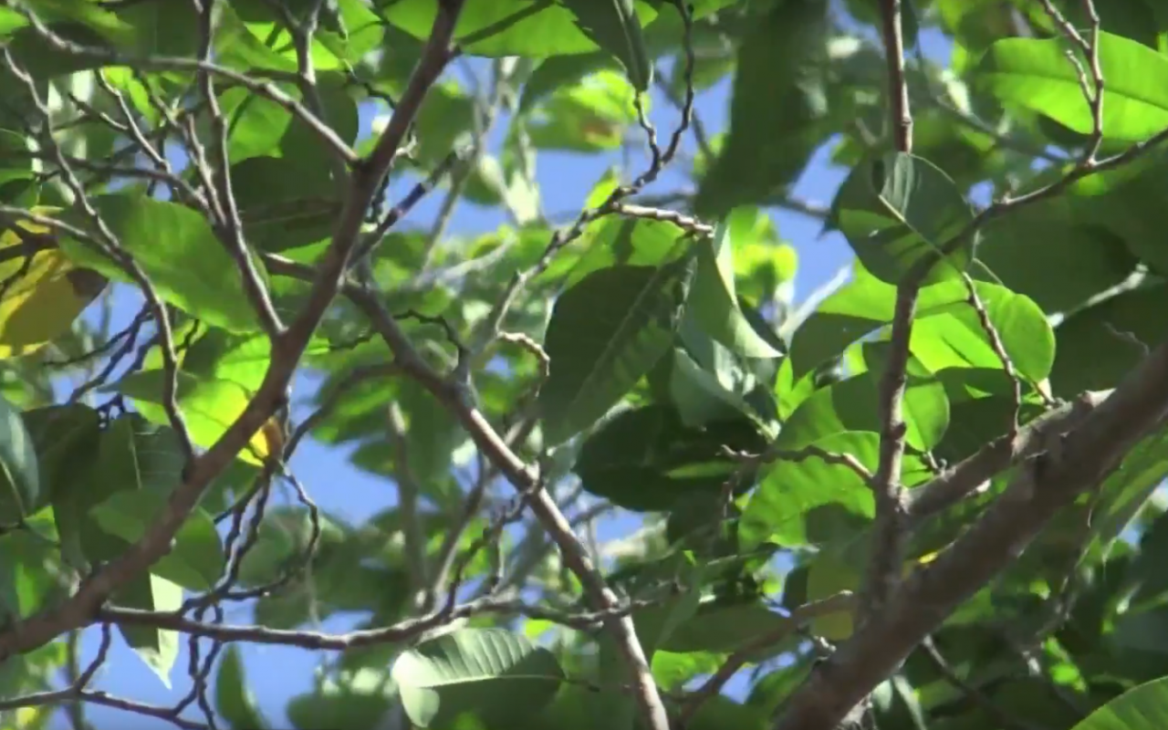 ONG se propone la reforestación masiva del Guáimaro, el árbol ¨mágíco ...