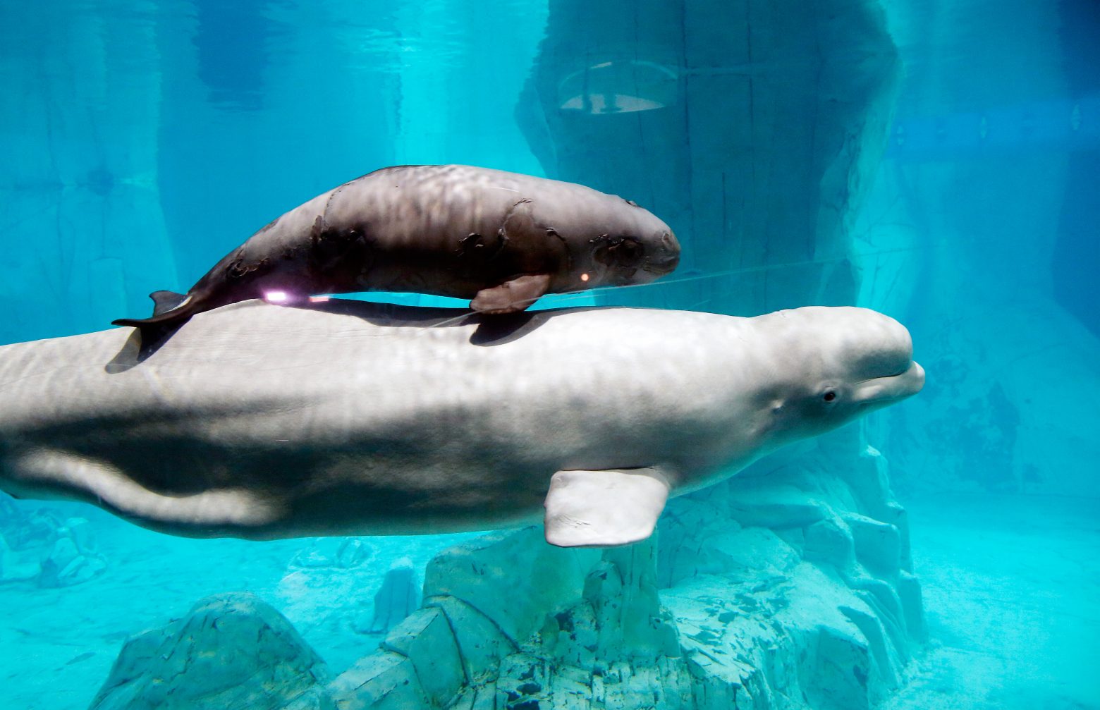 Las ballenas beluga y las narvales también tienen la menopausia