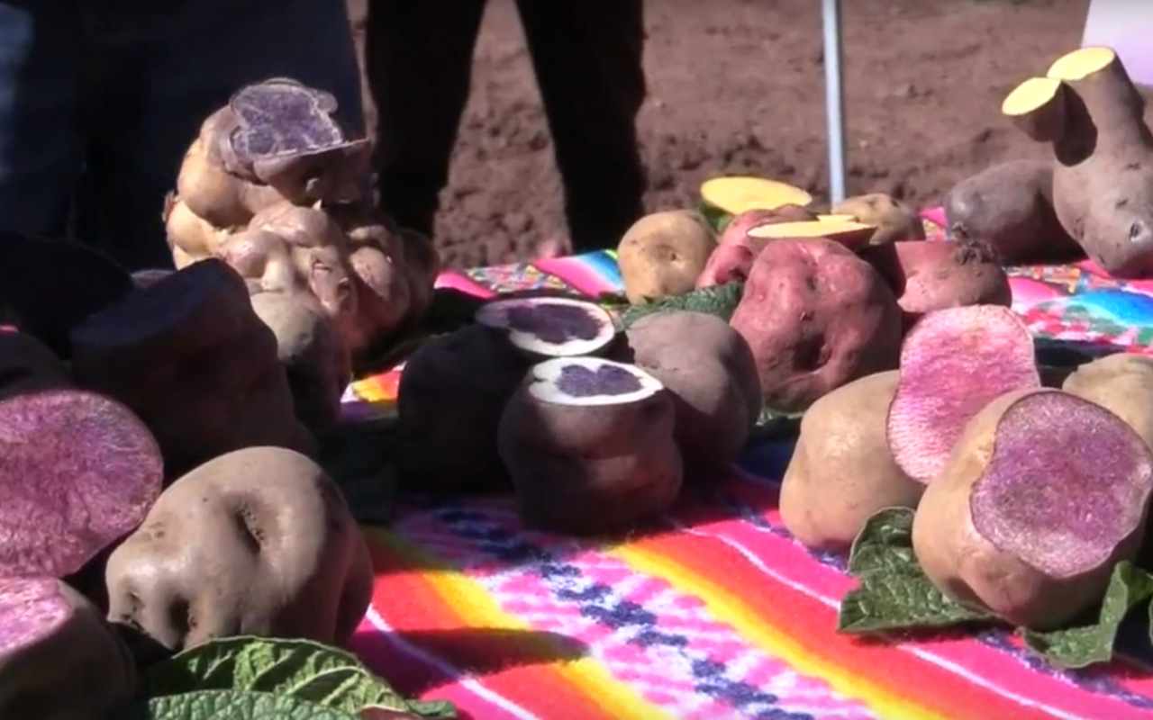 Papas de colores, el legado inca, mejoran la salud - Noticiero ...
