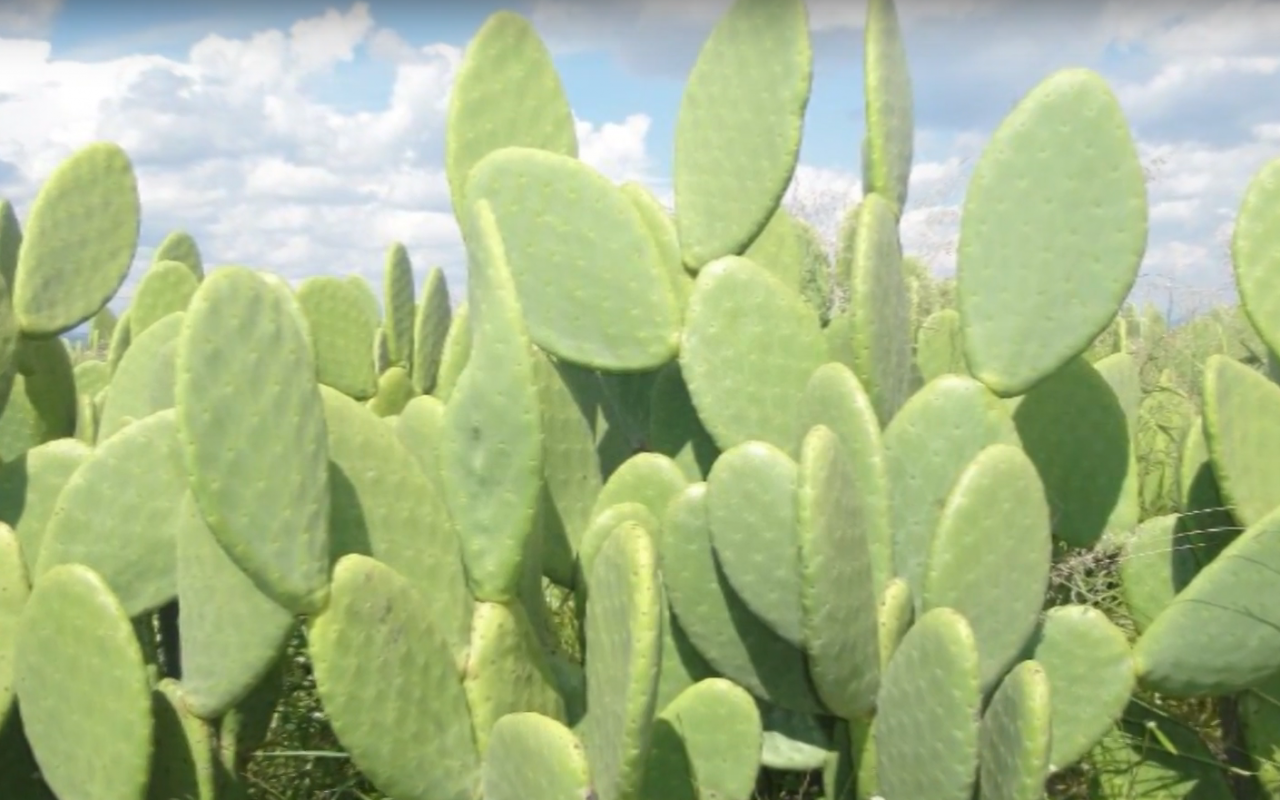 El nopal, nuestro platillo ancestral