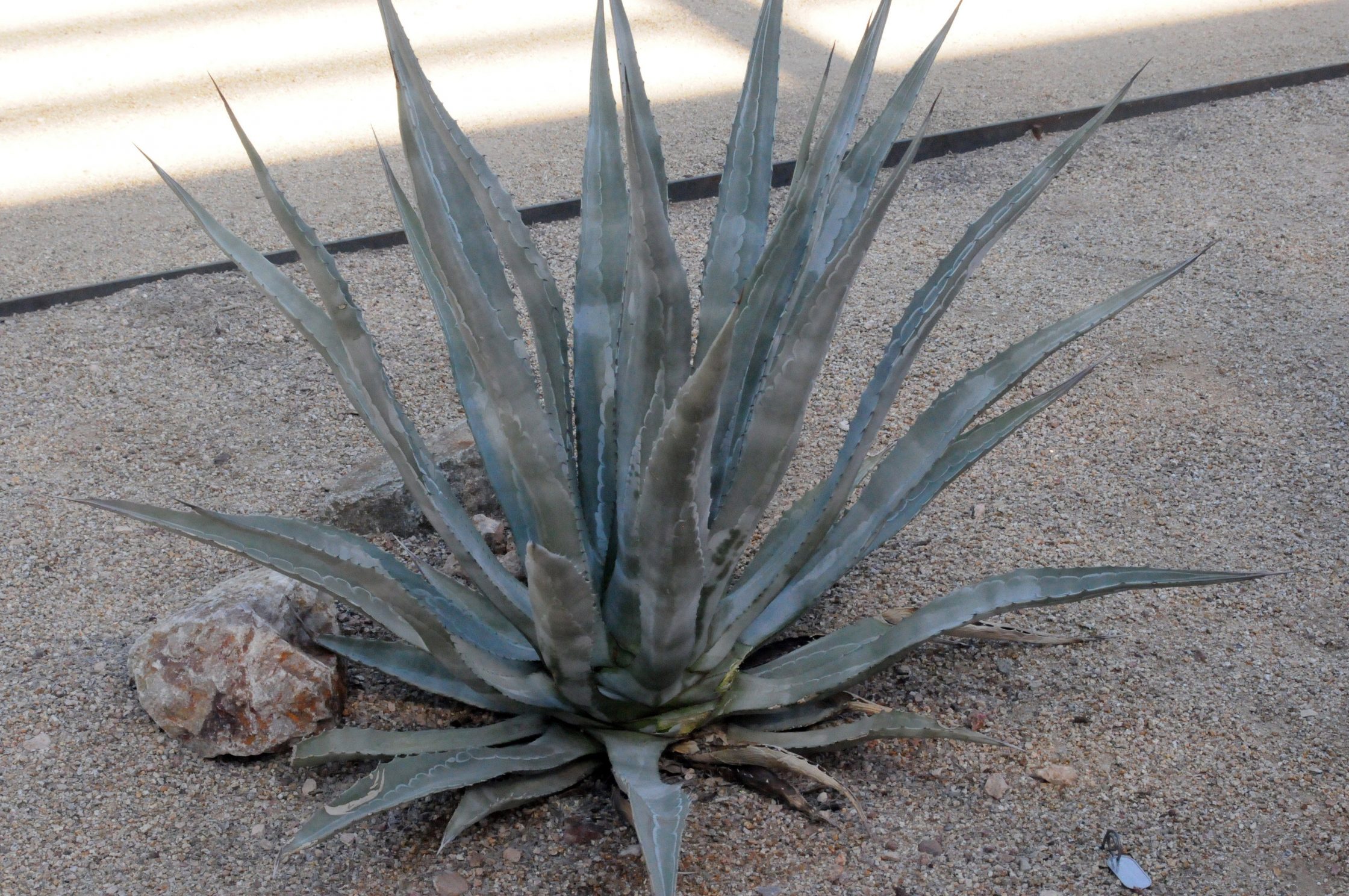 Descubrimiento de nueva especie de agave arroja luz sobre los Hohokam