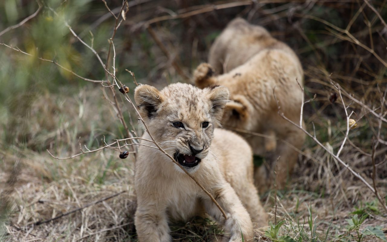 Nacen los primeros leones concebidos por inseminación artificial