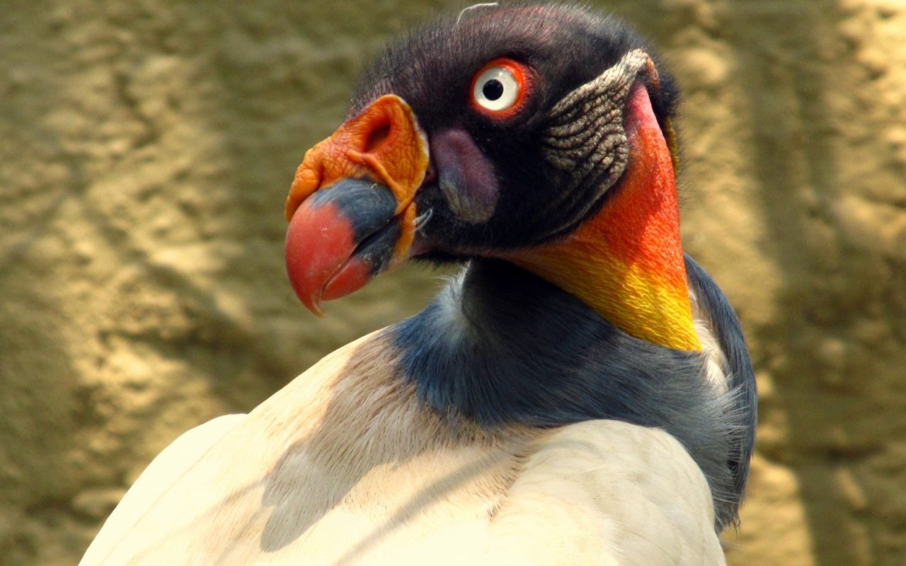 El cóndor, rey de los andes, en peligro