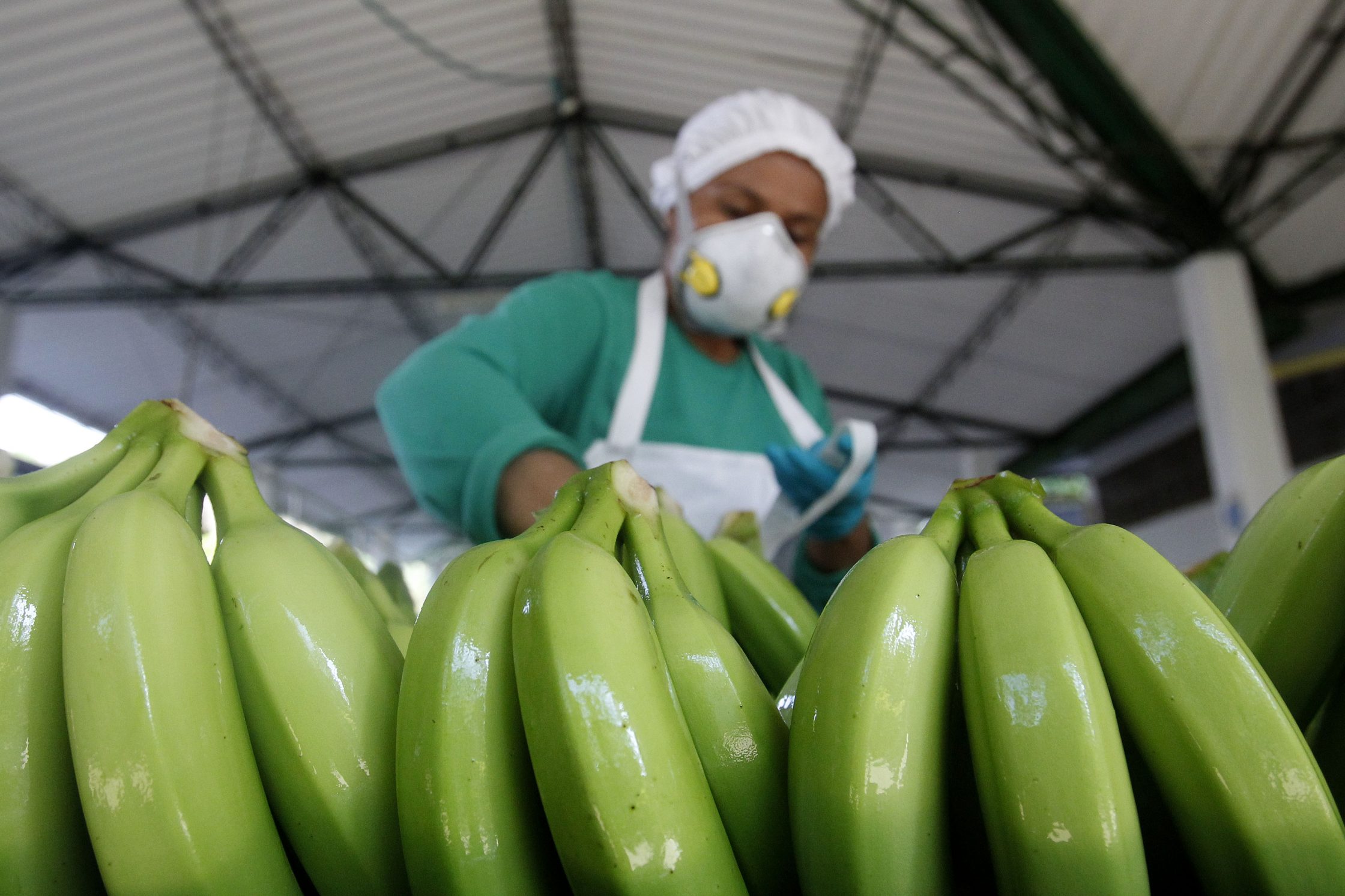 Ciencia e industria se unen en el Congreso Internacional del Banano en ...