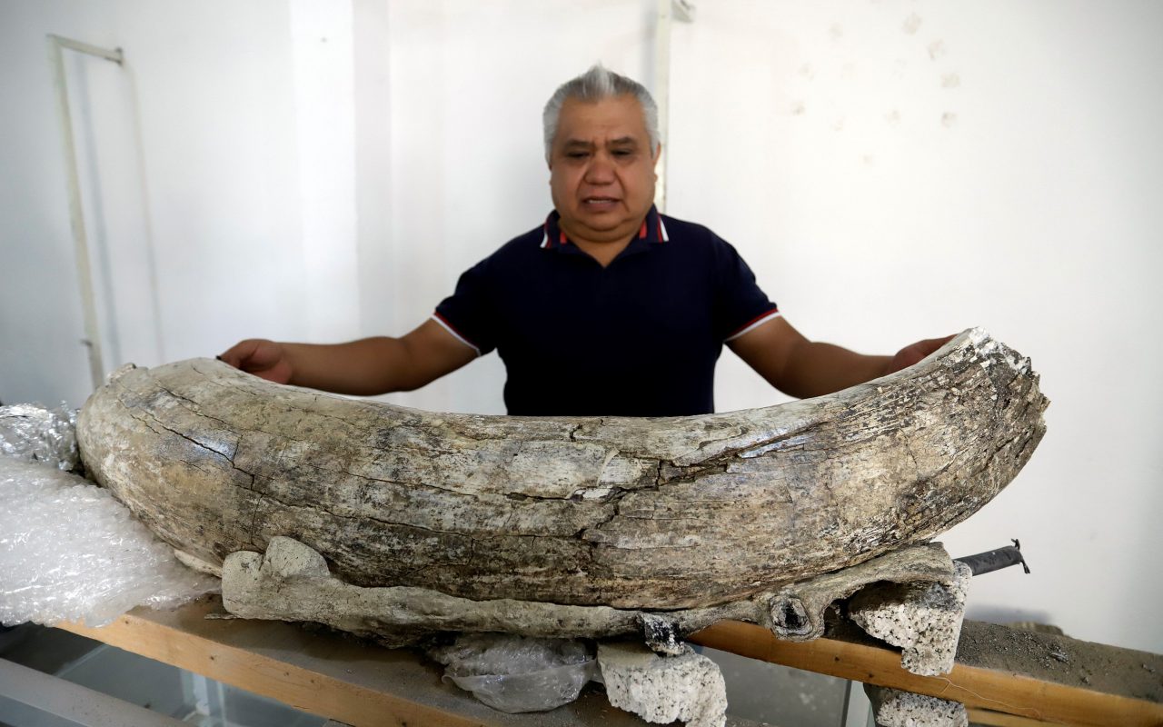 Hallan fósiles animales de entre 10 y 14 mil años en el centro de México