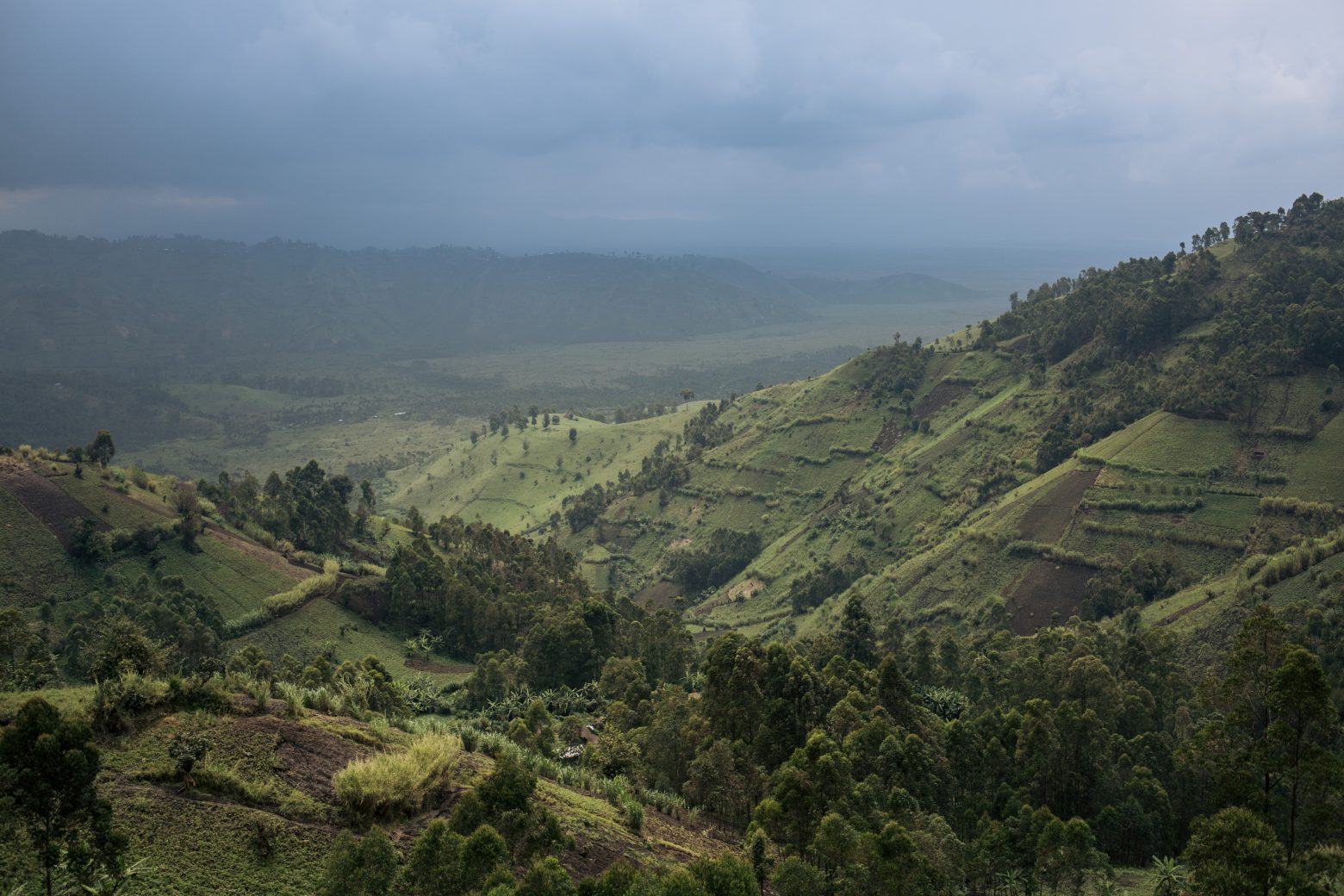 El bosque tropical de la cuenca del Congo, un pulmón vital apenas protegido