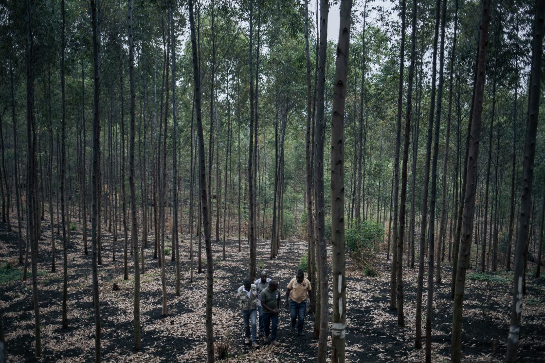 El bosque tropical de la cuenca del Congo, un pulmón vital apenas protegido