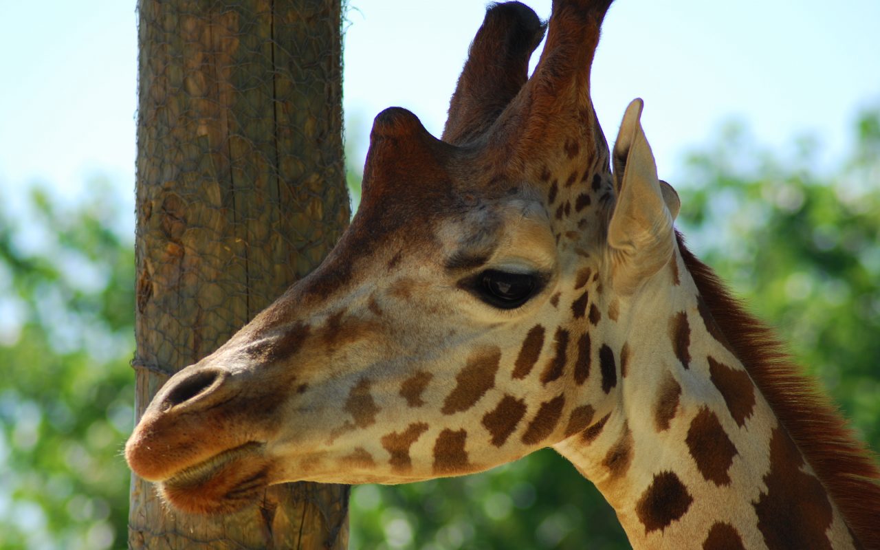 Las jirafas entran en la lista de animales en peligro de extinción