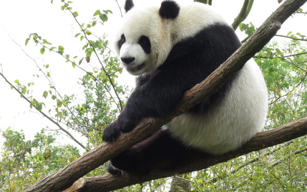 Primer nacimiento de un panda gigante en Holanda