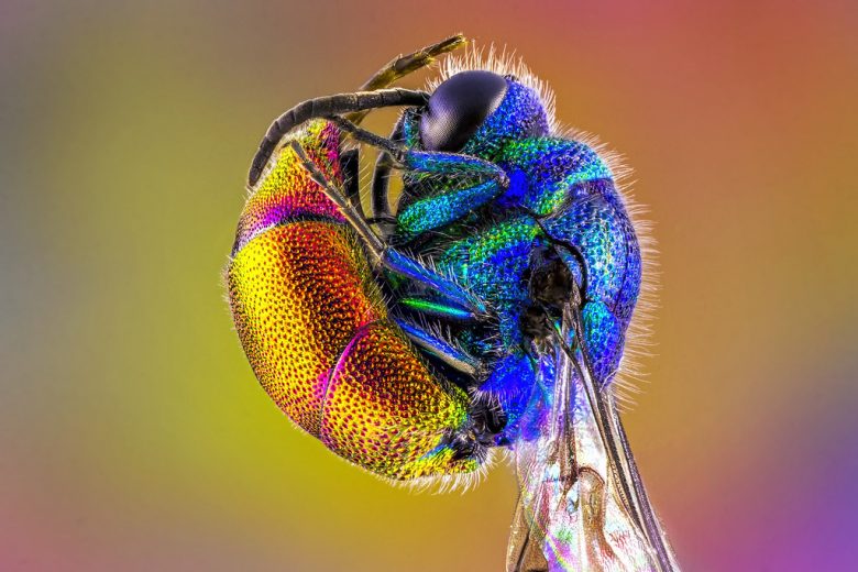 Investigadores revelan colores de insectos que datan de 100 millones de ...