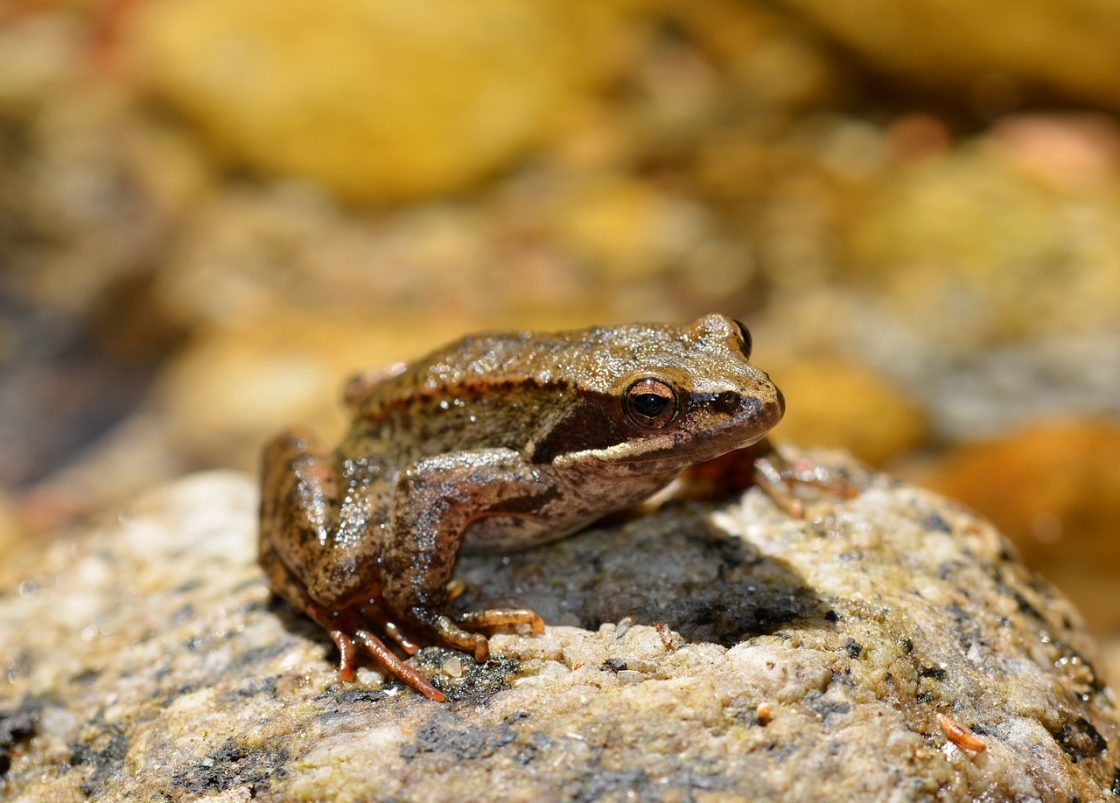 Una especie de rana brasileña vive en un harén de tres y todos son fieles