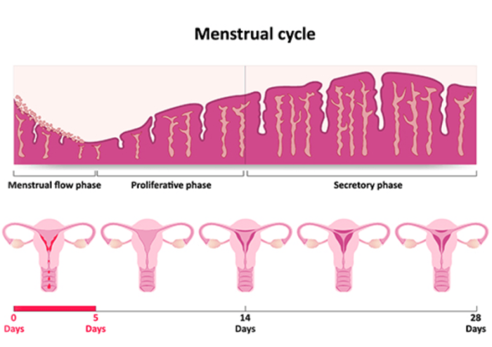 Decodifican por primera vez el comportamiento celular del endometrio humano