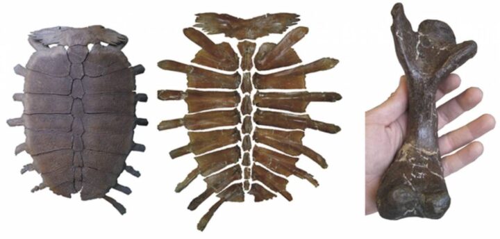 Descrita una nueva tortuga gigante europea de caparazón blando de hace ...