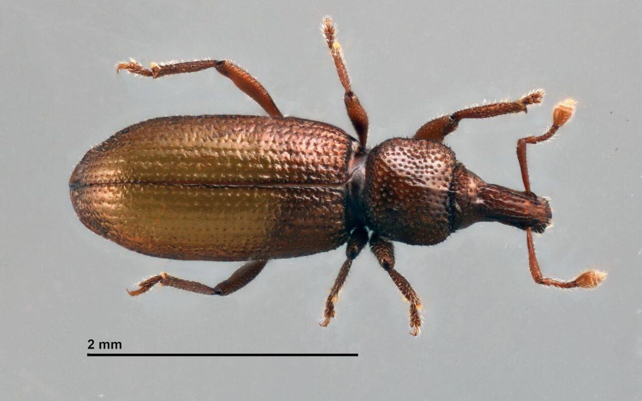 Descubiertas tres nuevas especies de gorgojos ciegos en Canarias