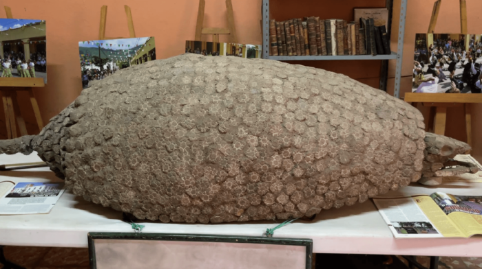 Un cronista de Jalisco conserva un fósil de gliptodonte de 3.9 millones ...