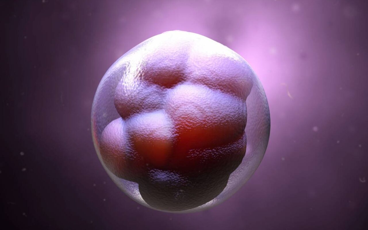 Primer ‘viaje’ al interior de un embrión en una de las etapas centrales ...