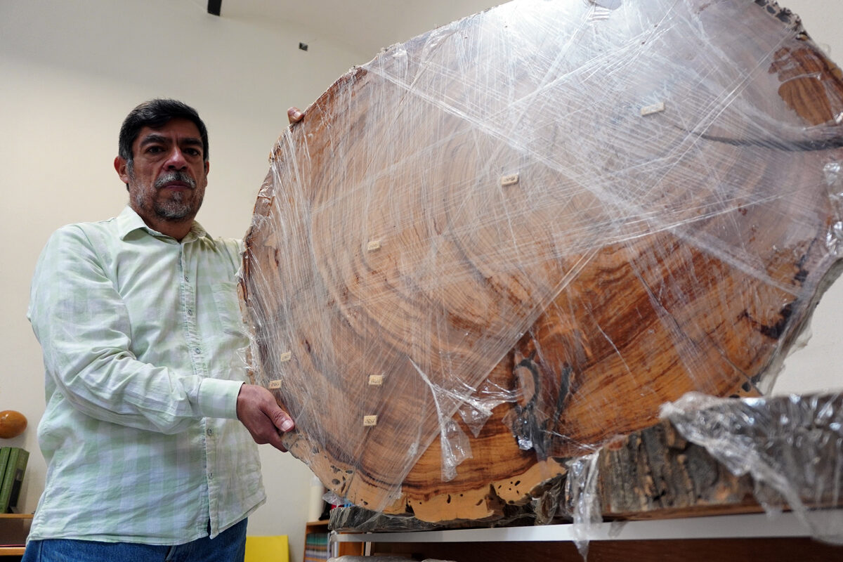 El ahuehuete mexicano de más de 1.500 años que se resiste a perder su ...