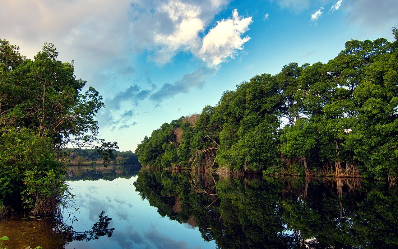 Conoce la importancia de los manglares en el ecosistema