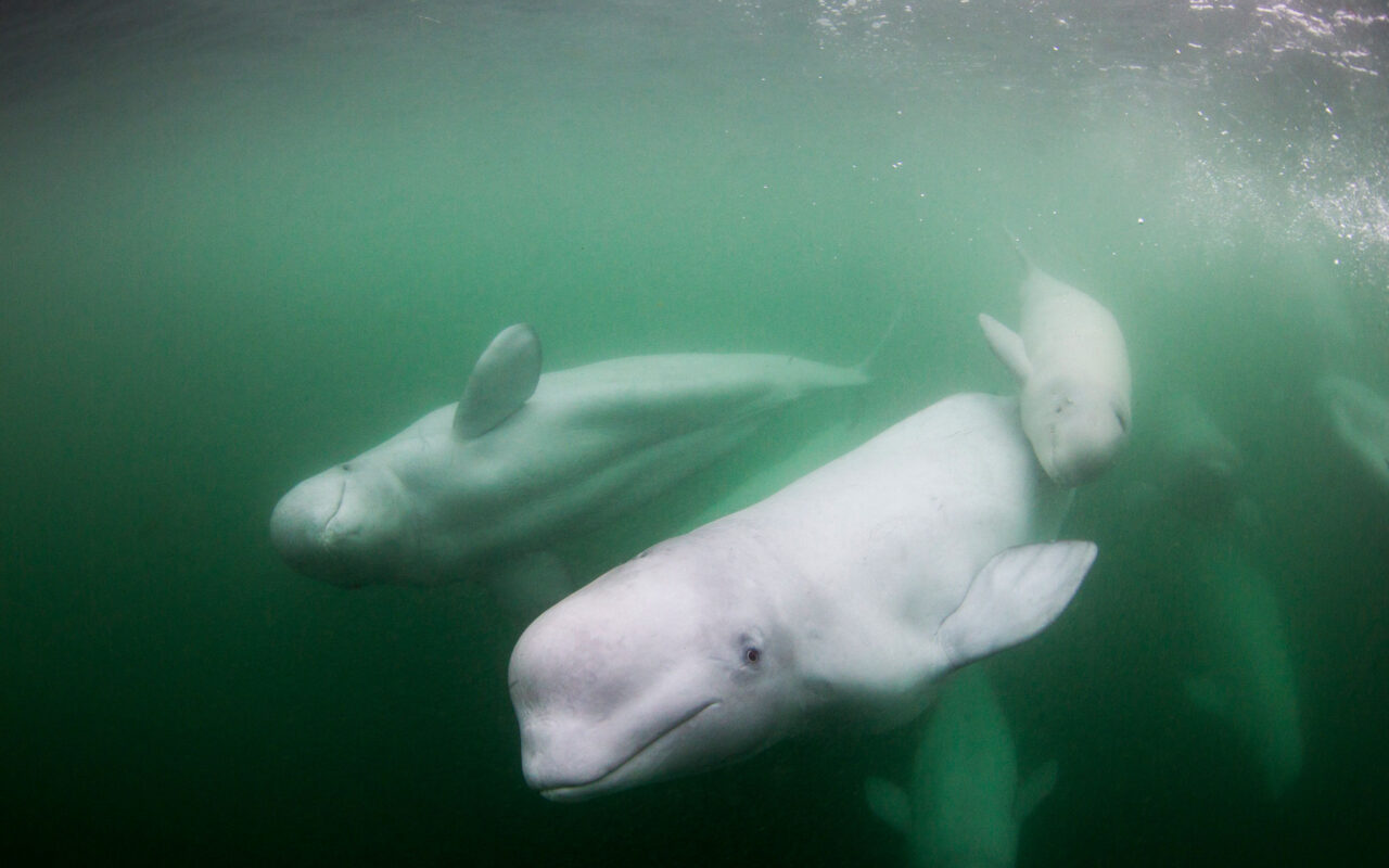 La bahía de Hudson en Canadá, un refugio para miles de belugas