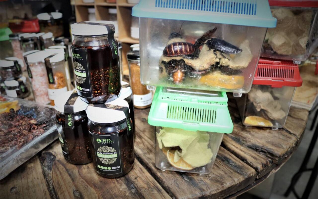 Consumo de insectos, ¿la dieta del futuro?