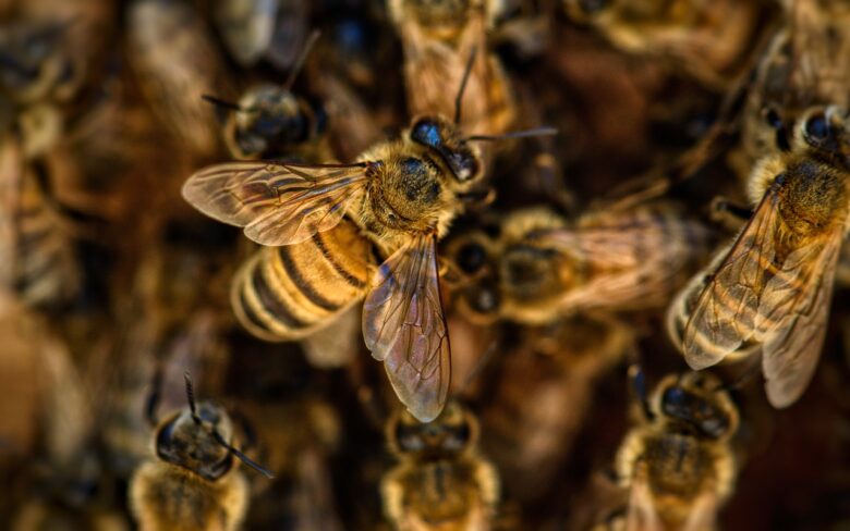 Aprueban vacuna para abejas contra la enfermedad de la “loque americana”